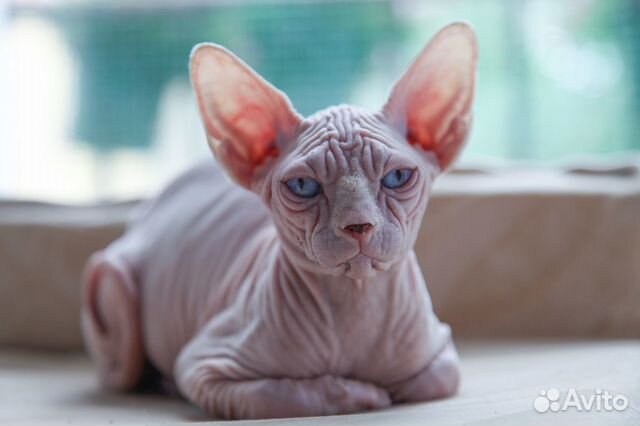 Канадский сфинкс котенок, 4 мес, котики