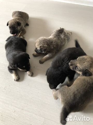 Щенок в добрые руки