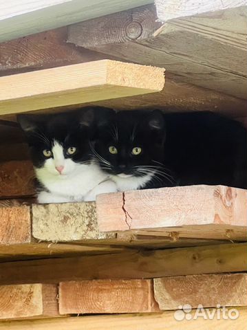 Котята милые черныши