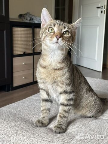 Котенок Брюс
