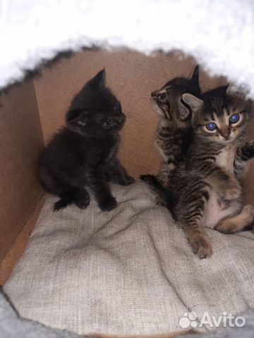 Котята отдам в добрые руки бесплатно