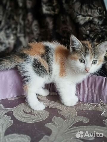 Котенок девочка 1,5 месяца