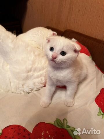 Британский вислоухий котик