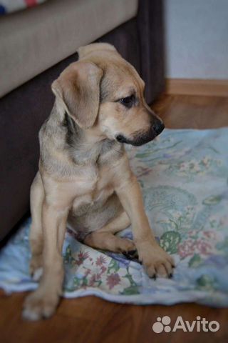 Щенок в добрые руки