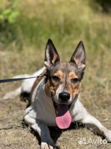 Щенок Патрик ждет семью