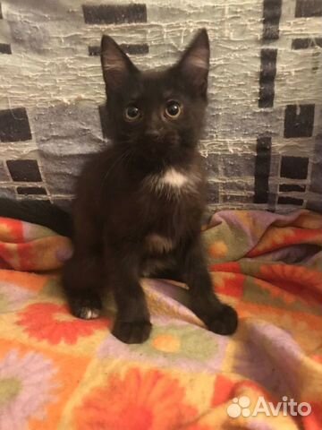 Котик