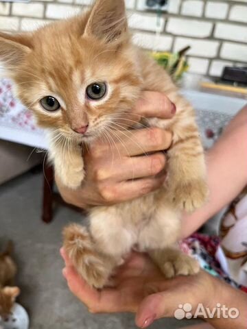 Котята 2месяца