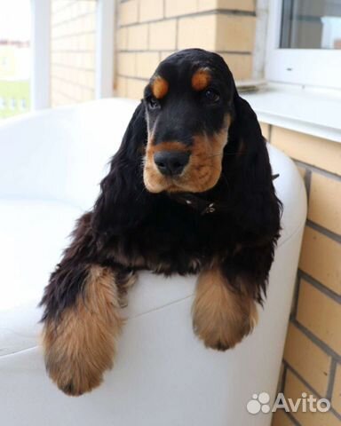 Кокер спаниель английский