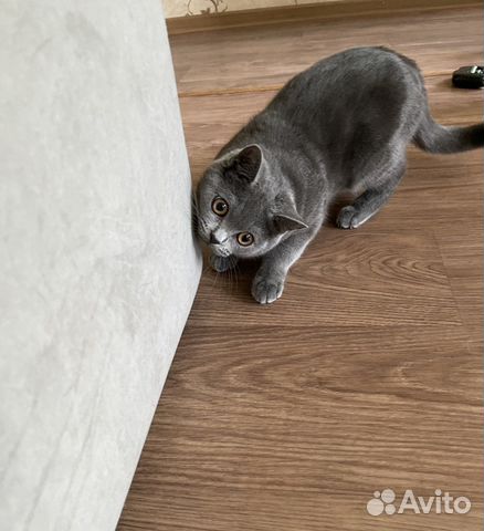 Британский кот (10мес)