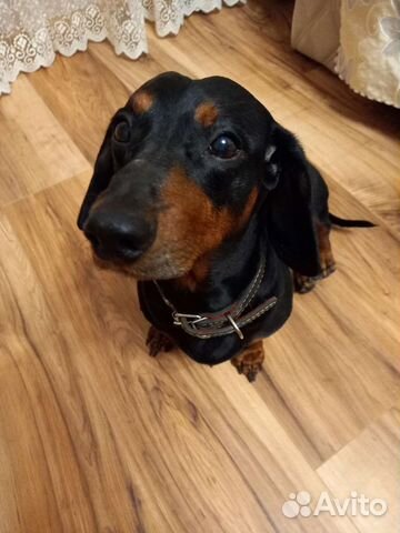 Собаки бесплатно такса