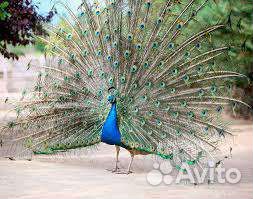 Продам павлинов самцов