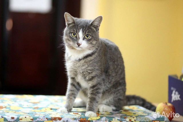 Котик Архипка