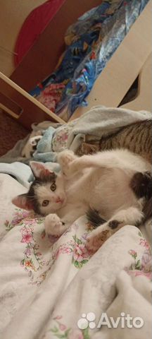 Котёнок девочка 2 месяца