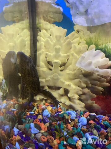 Аквариумные рыбки сомики