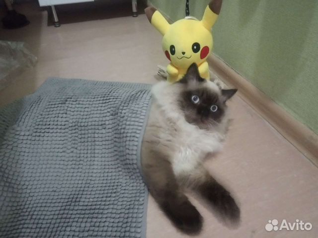 Очень красивый котенок в хорошие руки