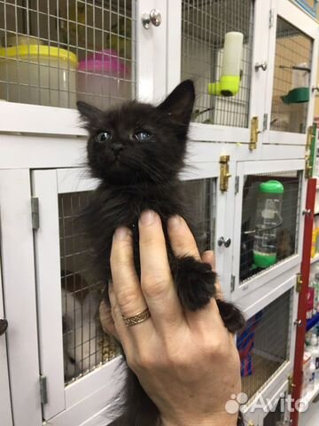 Девочка ищет дом