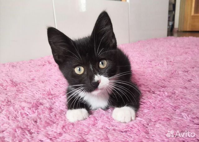 Котёнок Волшебный