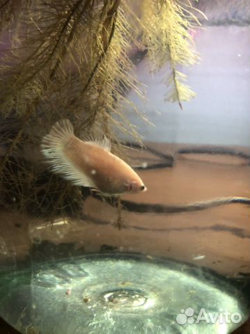 Рыбка петушок самка