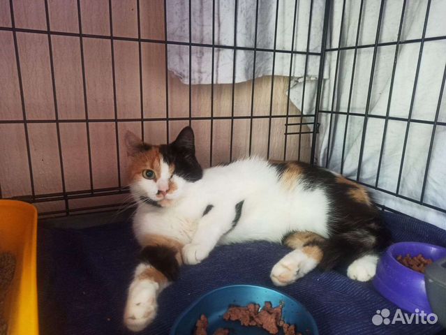 Кошка в дар