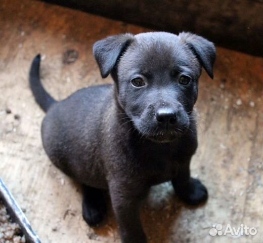 Щенок-мальчик - красавчик ищет дом