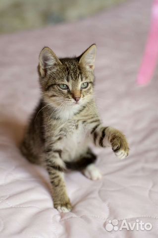 Котенок в добрые руки