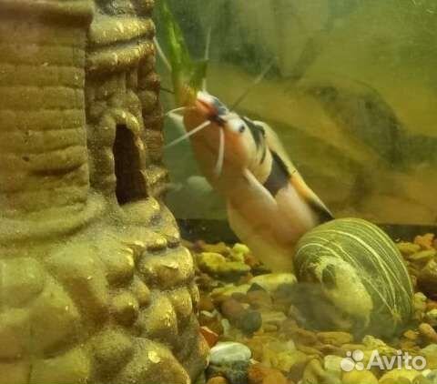 Сом клариас мраморный