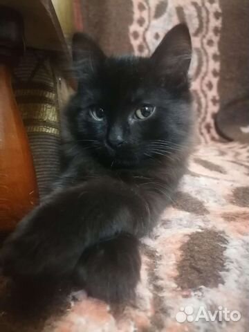 Кот в добрые руки