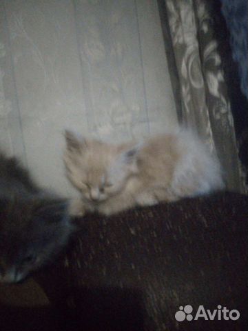 Кошки в добрые руки