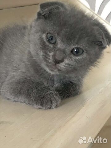 Кошки шотландцы вислоухие