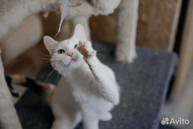 Кошка Абу ищет дом