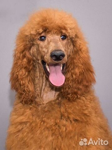 Королевский пудель