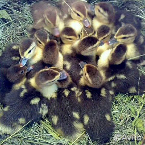 Индоутята обмен