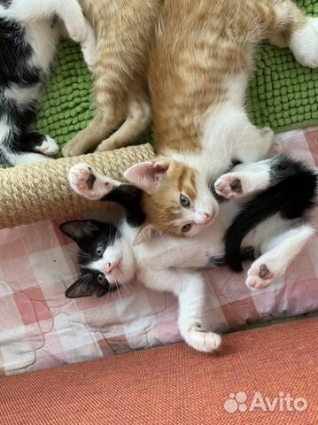 Котята в добрые руки