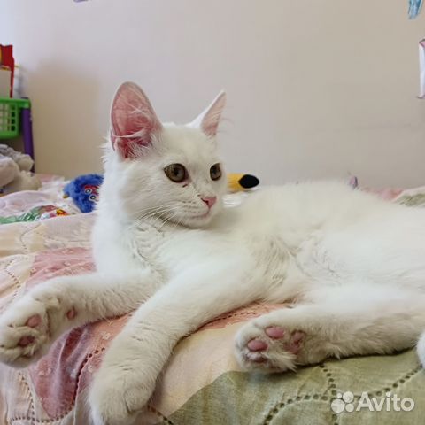 Найден котёнок. Отдадим в хорошие руки
