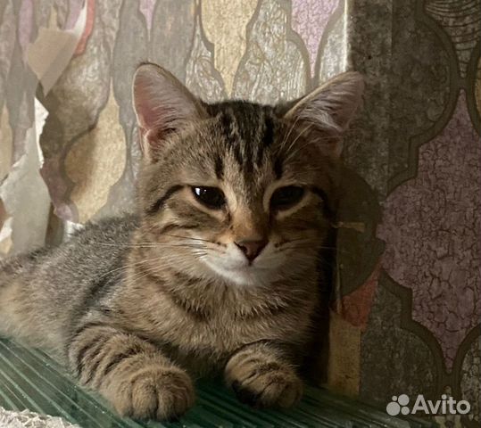 Котенок в добрые руки