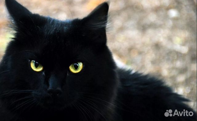 В добрейшие руки отдается