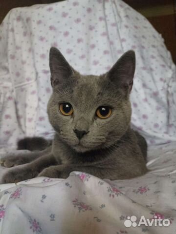 Котик отдам в добрые ручки