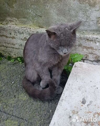 Подранный слабый кот русско-голубой