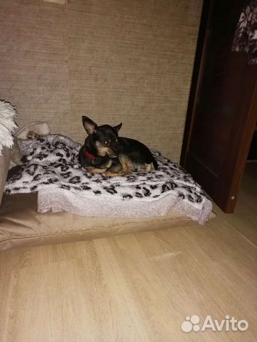 Отдам даром, сука