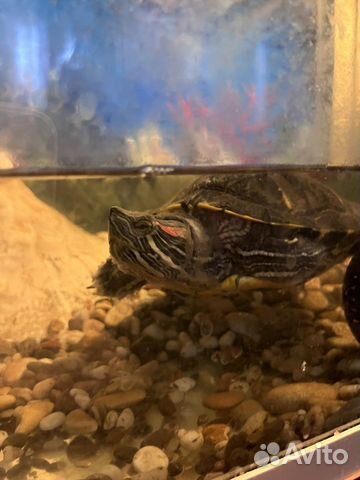 Красноухая черепаха бесплатно