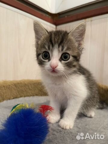 Кошка