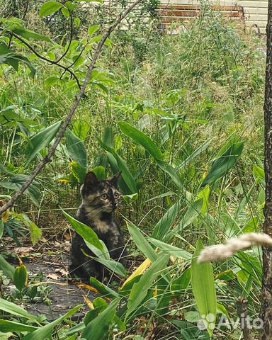 Пёстрая кошечка приносит счастье