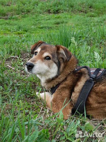 Марта-мини собака