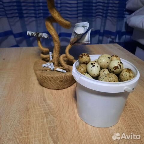 Яйца инкубационные перепелинные