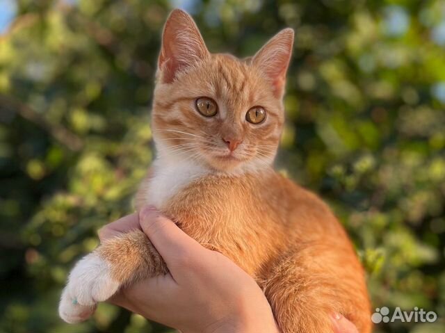 Котенок девочка Хюррем бесплатно