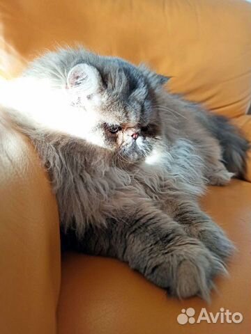Персидская кошка. Вязка