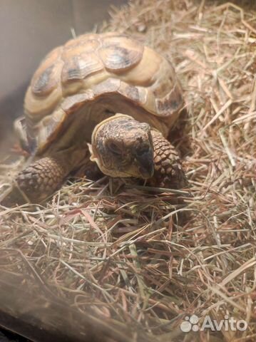 Черепаха сухопутная