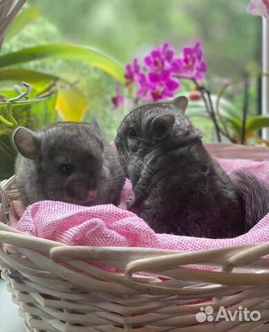 Шишила,шиншилы