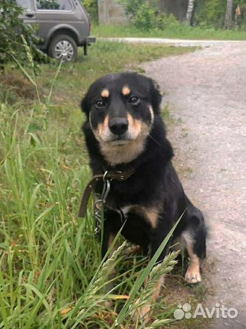 Собака кобель 3 года кастрирован