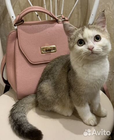 Золотой шотландский биколорик - ласкушка